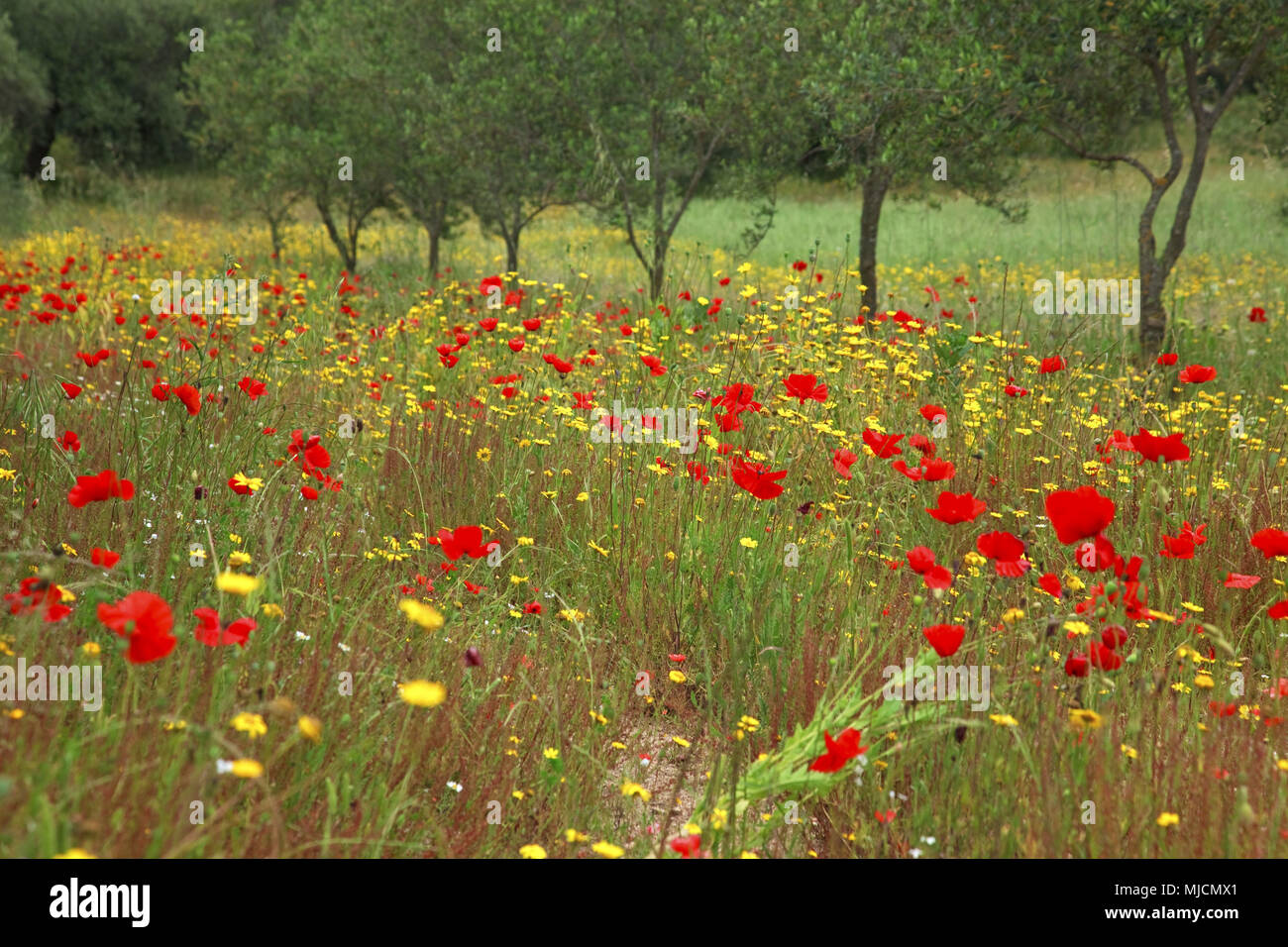 Italy, Sardinia, East coast, Ogliastra, flower meadow with Bari Sardo ...