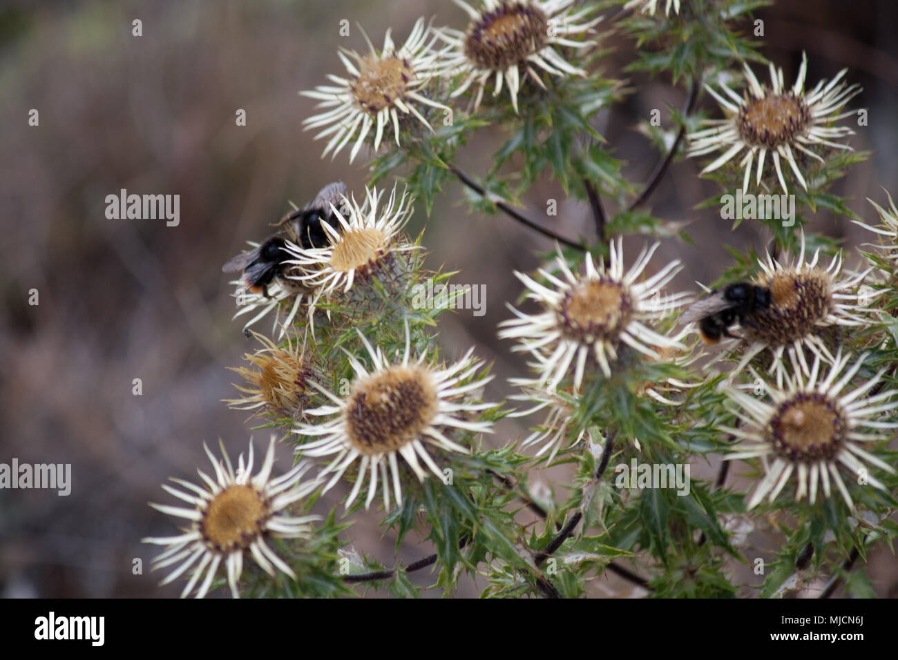 The most extreme bumblebee hi-res stock photography and images - Alamy
