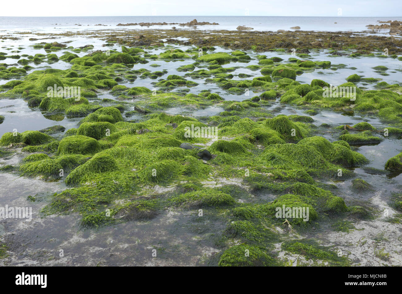 Algae on the Atlantic coast Stock Photo - Alamy
