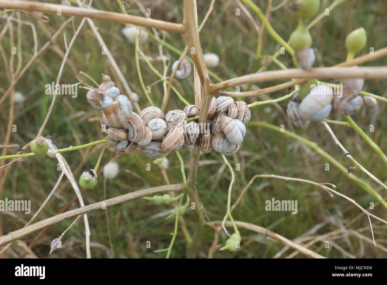 Snails on plants by the sea, close-up Stock Photo - Alamy