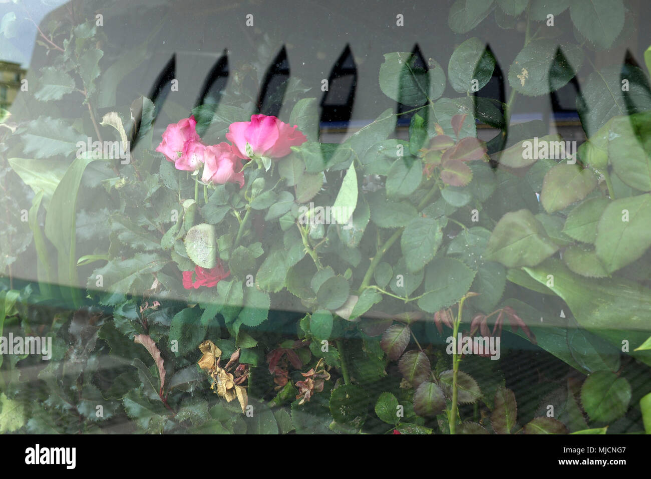 The city of Le Havre celebrates its 500th annivesary, windowpane, roses ...