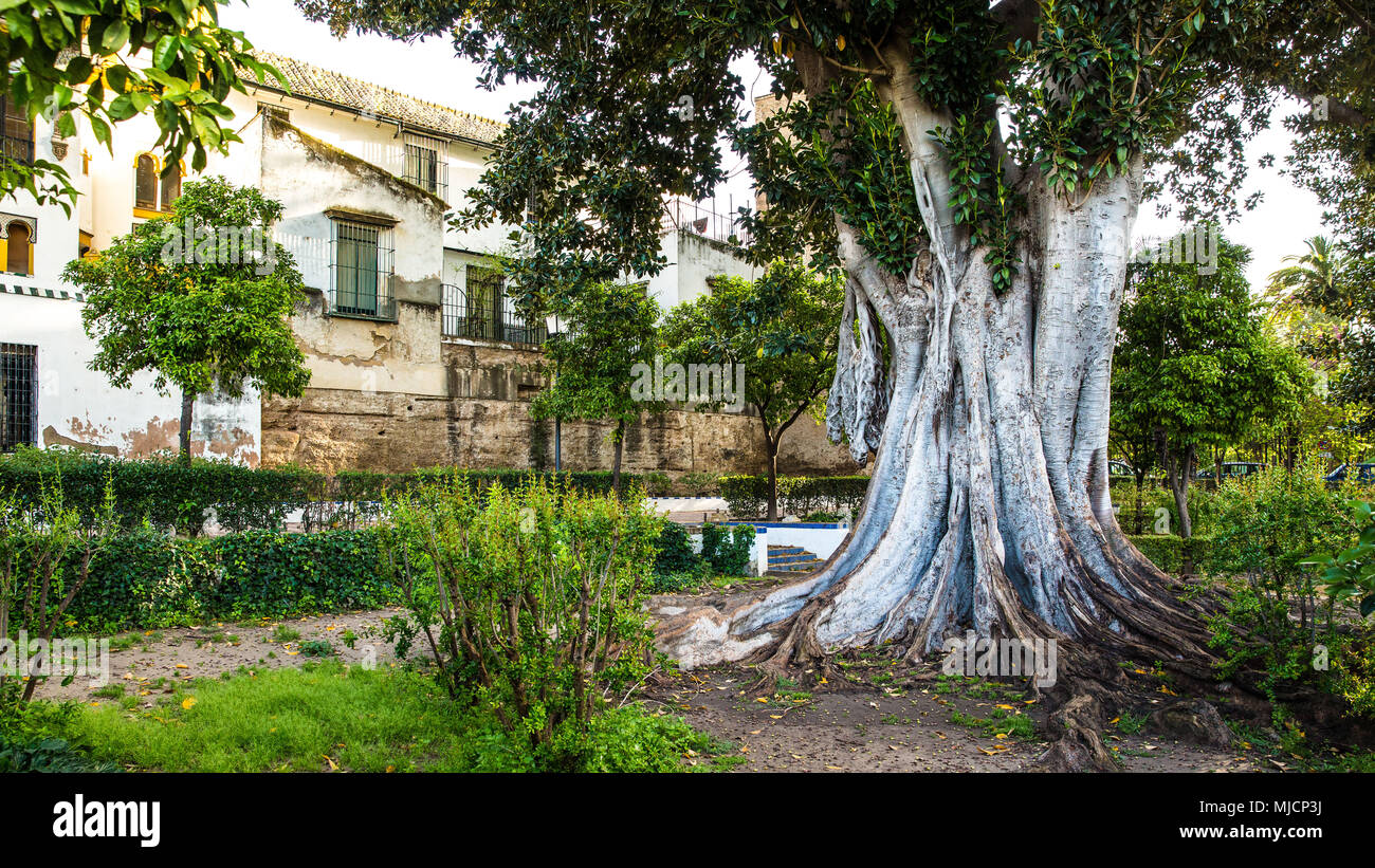 Seville old hi-res stock photography and images - Alamy