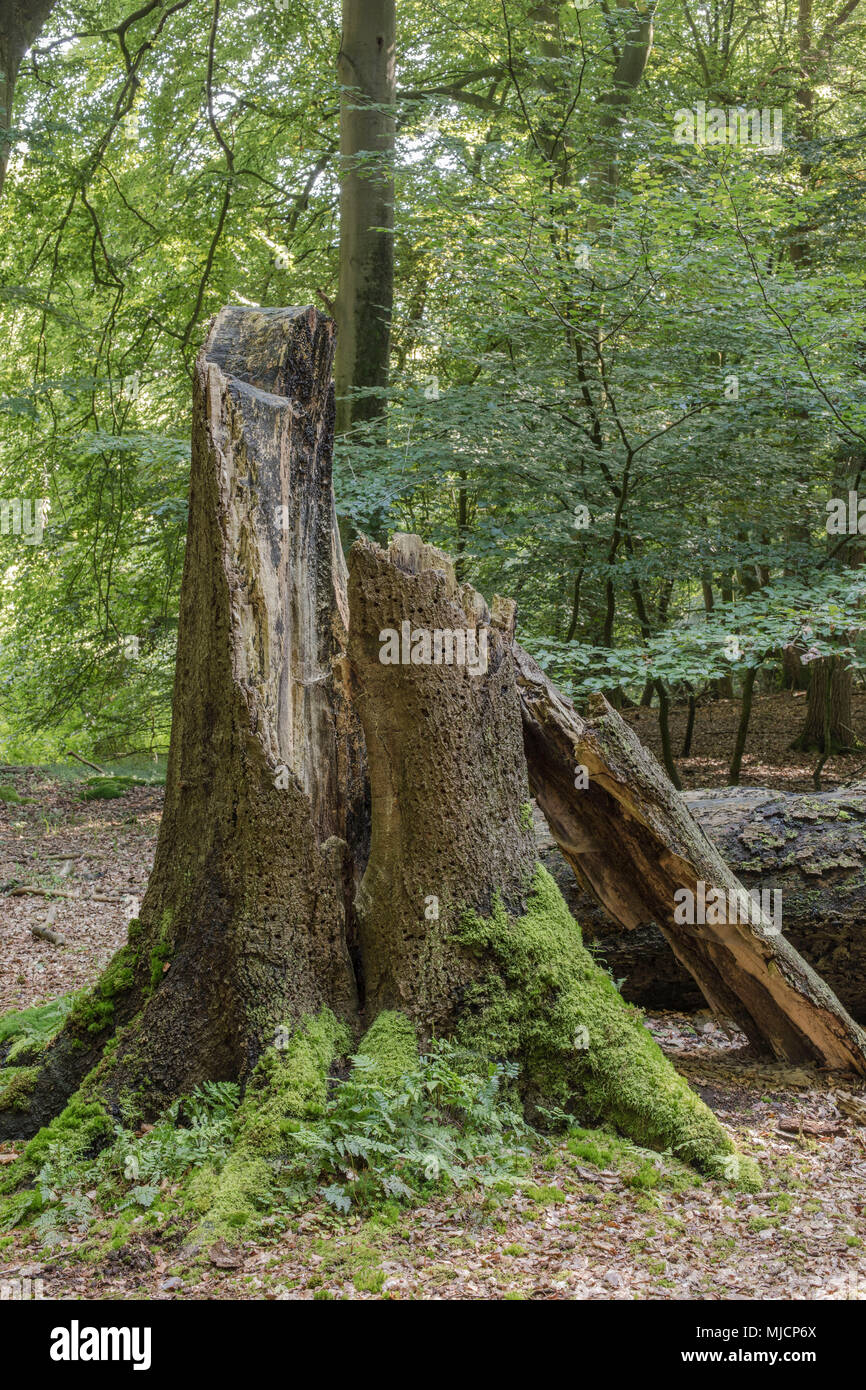 Storm damage, beech tree in a forest after storm Stock Photo - Alamy