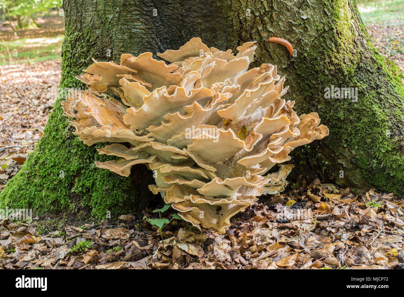 Giant polypore, Meripilus giganteus Stock Photo - Alamy