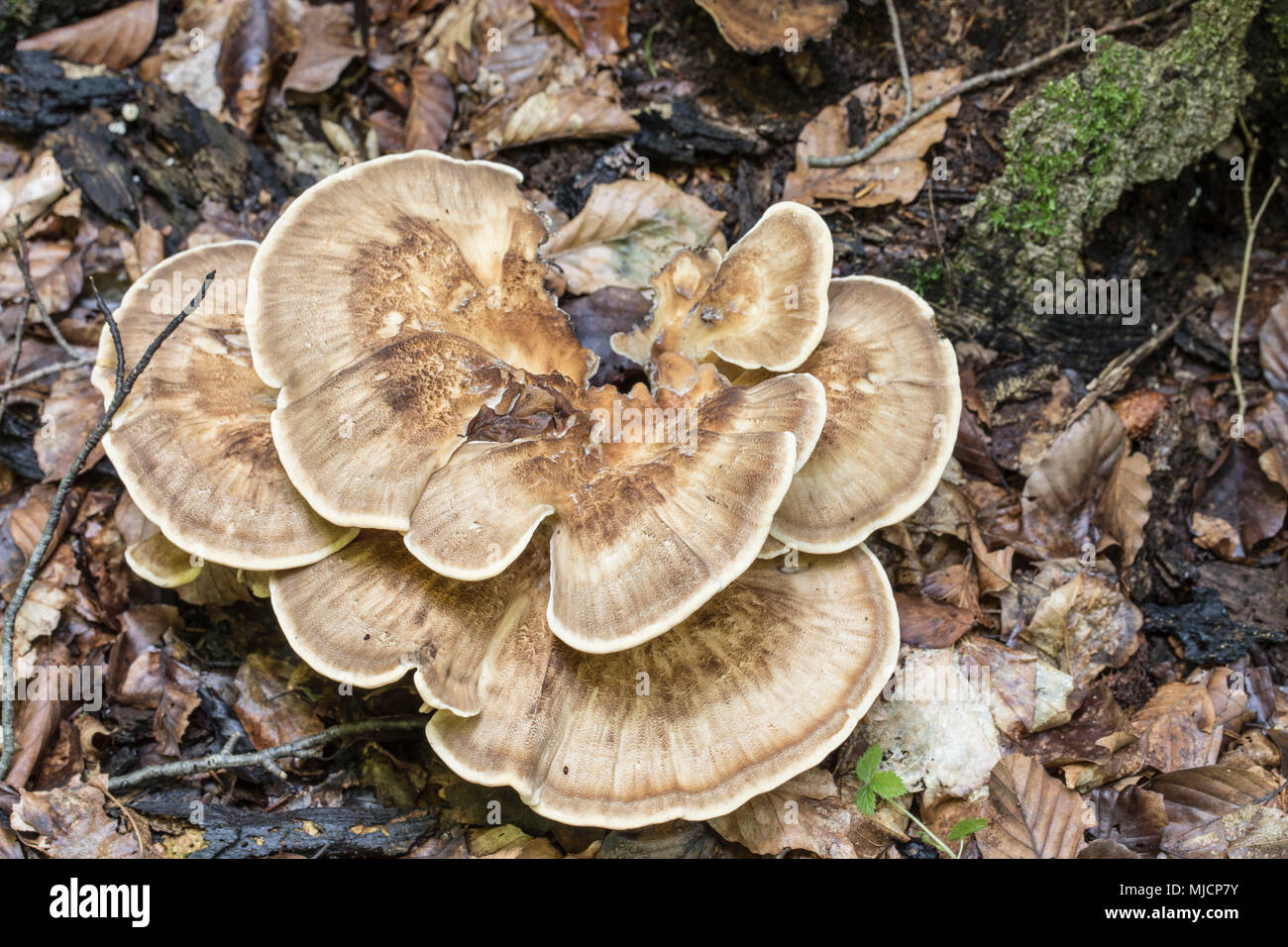 Giant polypore, Meripilus giganteus Stock Photo - Alamy