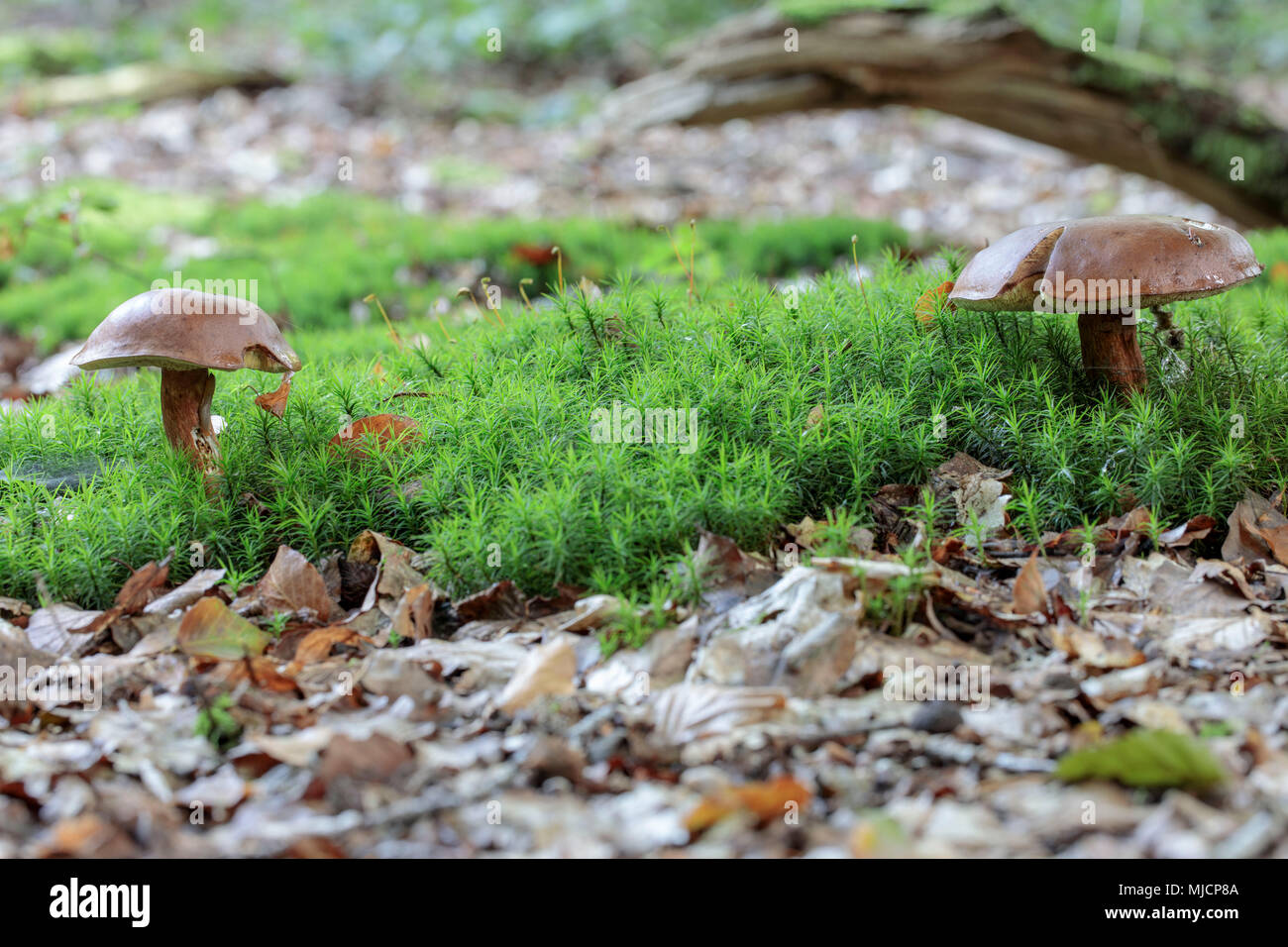 Imleria badia, bay bolete, Boletus badius, Xerocomus badius Stock Photo ...