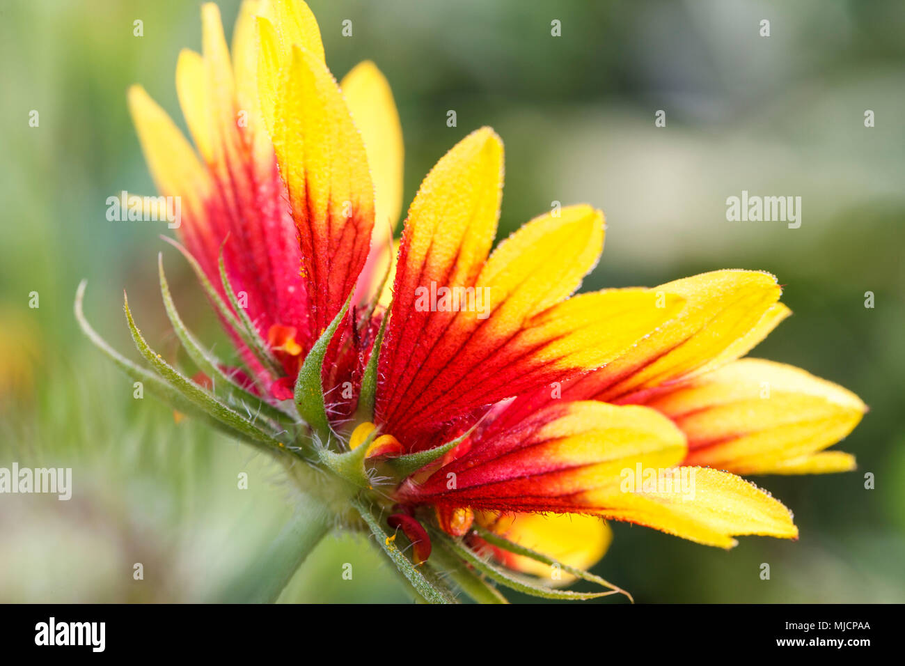 Gaillardia bicolor hi-res stock photography and images - Alamy