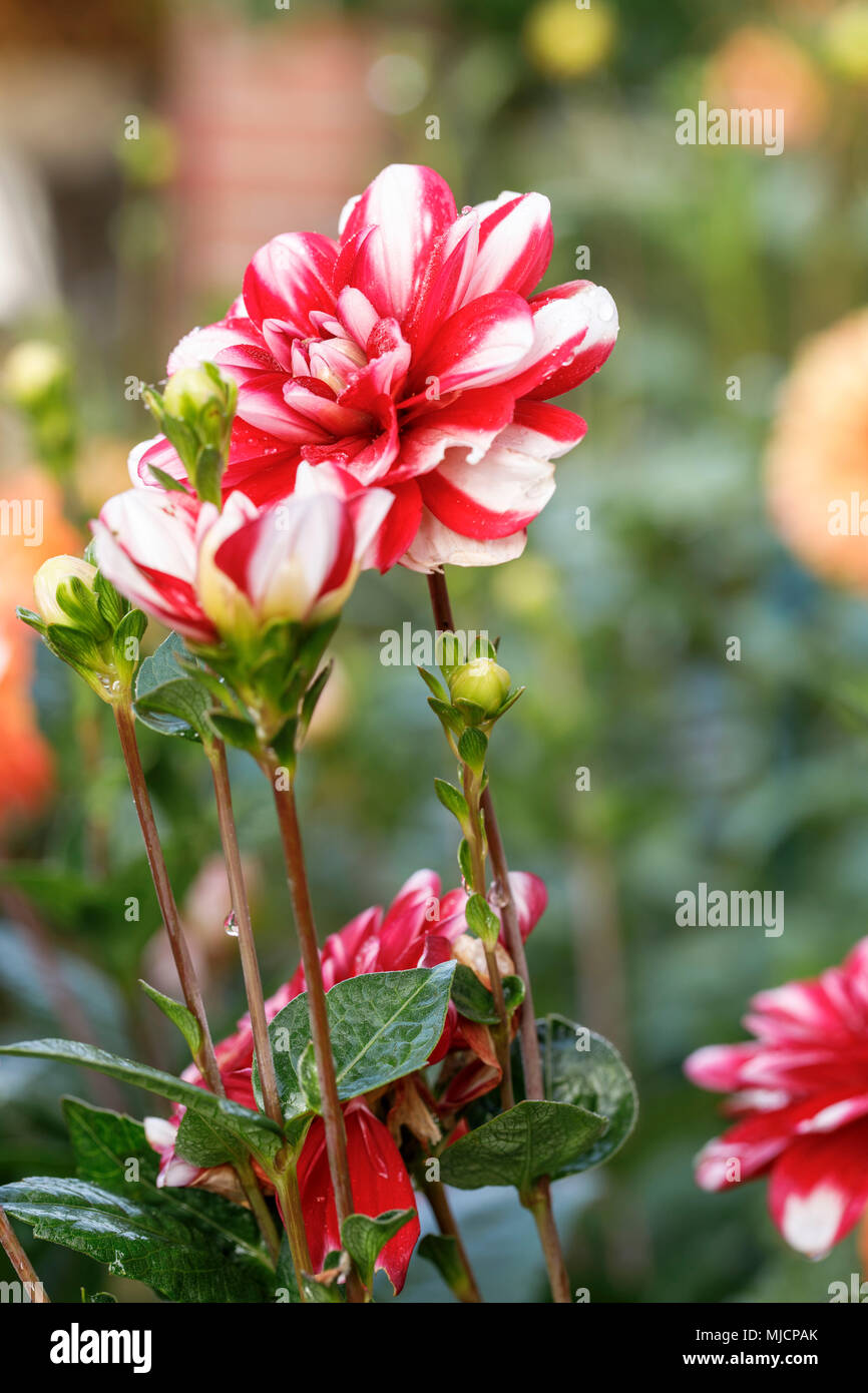 Natural habitat garden hi-res stock photography and images - Alamy