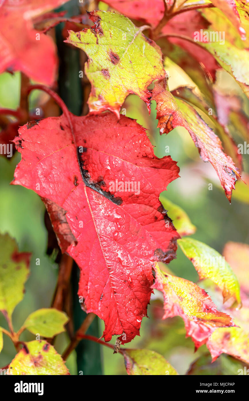 Hydrangea with leaves hi-res stock photography and images - Alamy