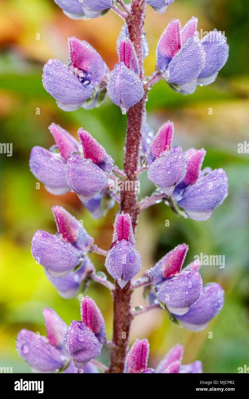 Lupin, flower, detail Stock Photo - Alamy