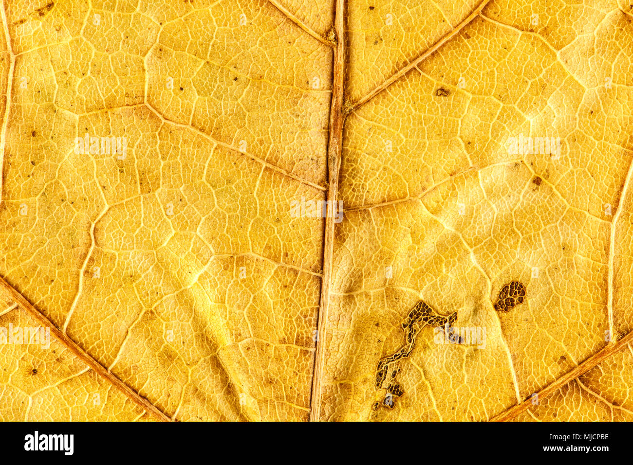 Extreme close-up of tree leaf, leaf structure Stock Photo - Alamy