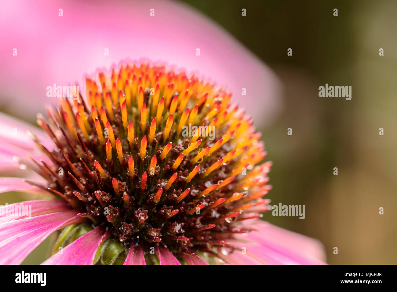 Purple corneflower hi-res stock photography and images - Alamy