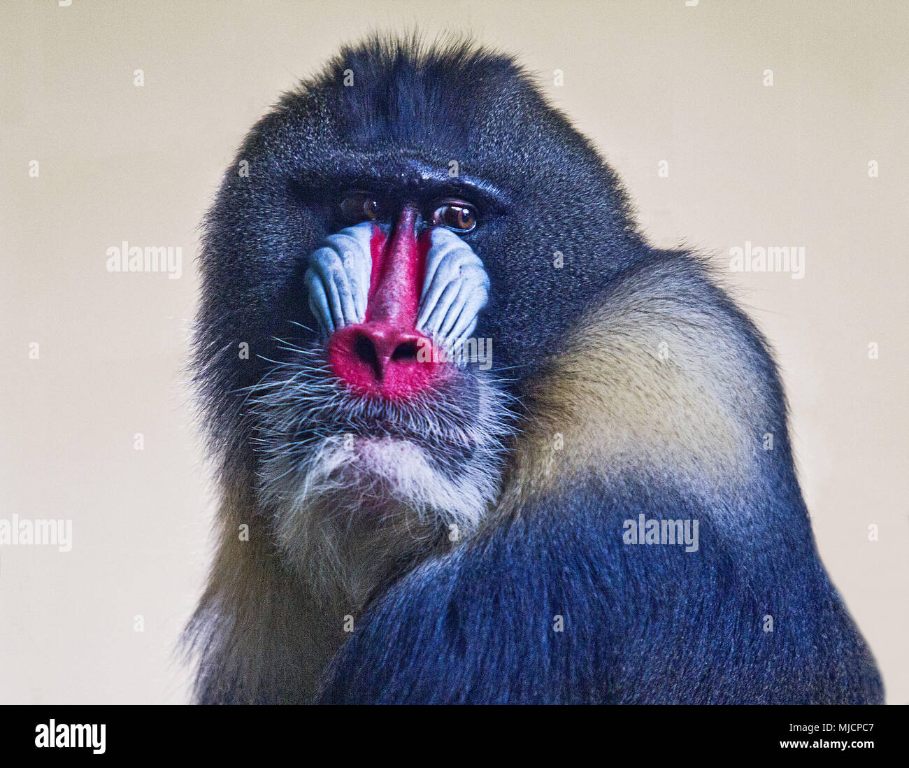 Mandrill face hi-res stock photography and images - Alamy