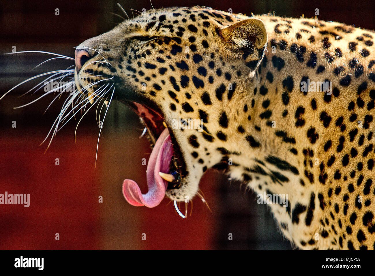 Leopard, yawning, portrait, from the side Stock Photo - Alamy