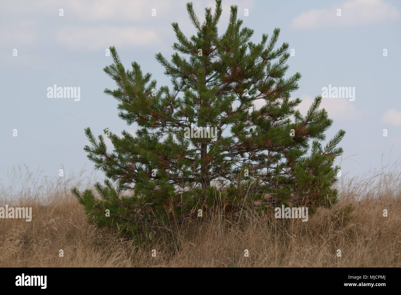 Young fir tree hi-res stock photography and images - Alamy