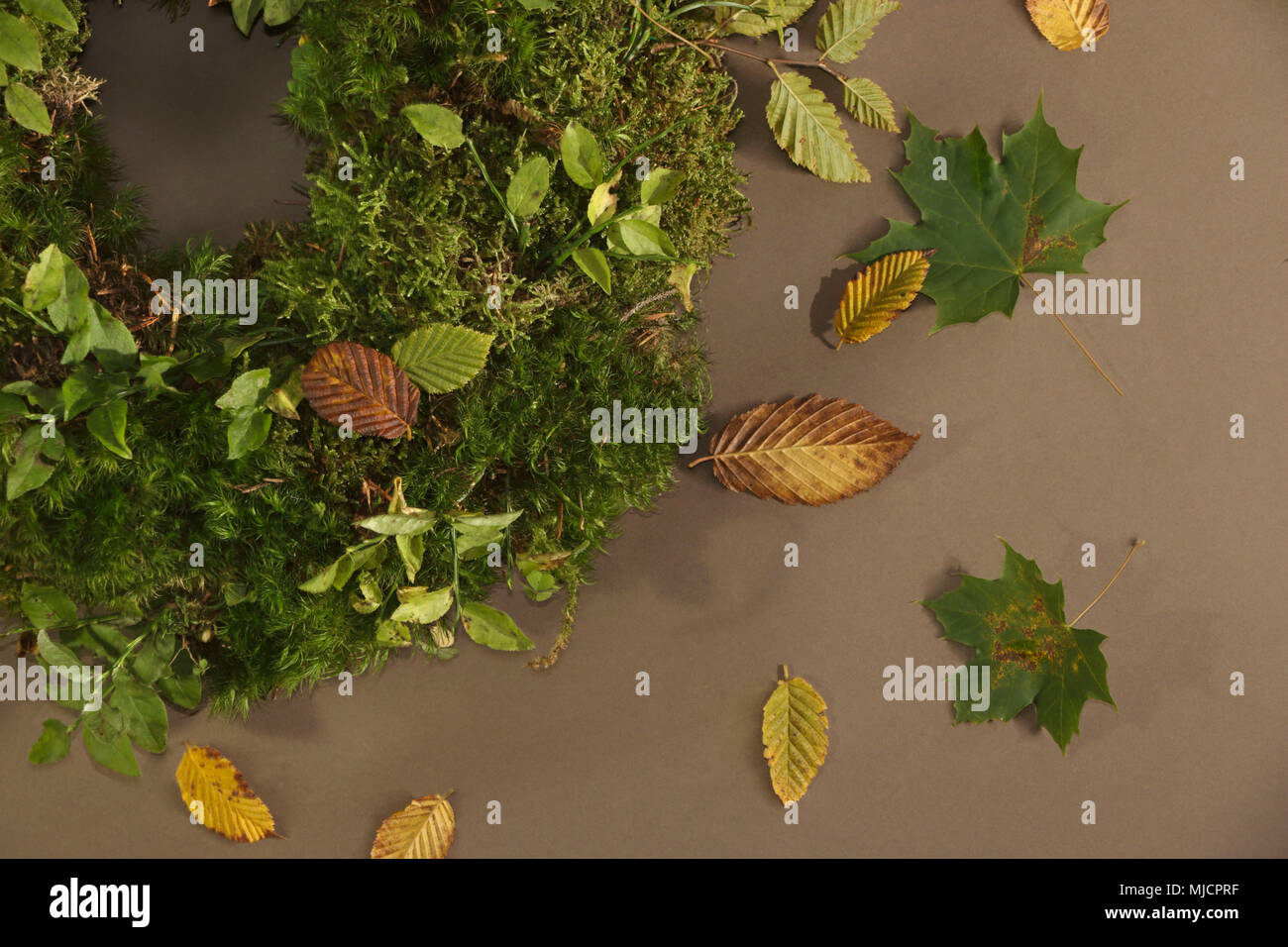 Moss wreath with autumn foliage Stock Photo - Alamy