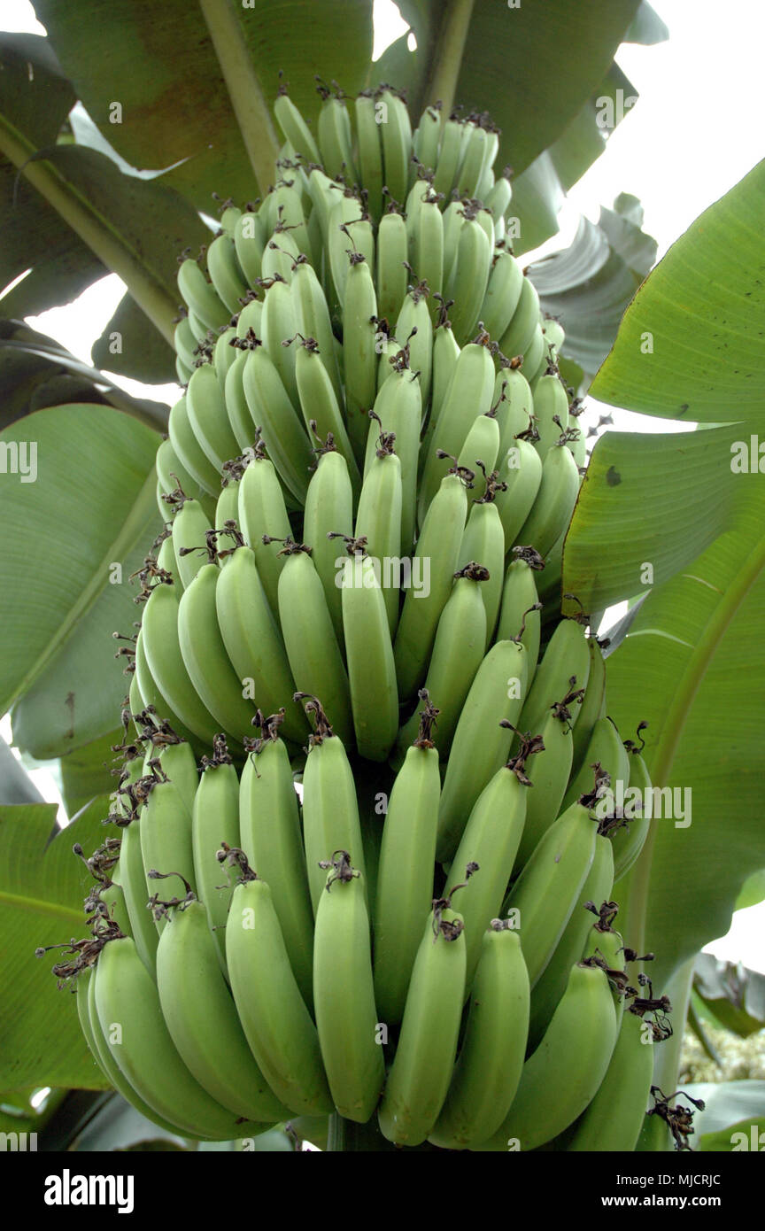 Ecuador banana harvest hi-res stock photography and images - Alamy
