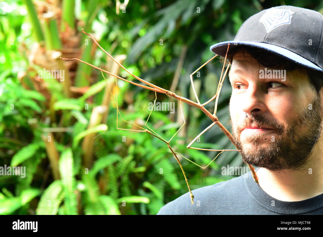 Stick bug hi-res stock photography and images - Alamy