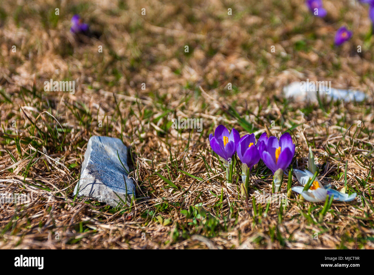 Purple crocus sprouting from the grass Stock Photo - Alamy