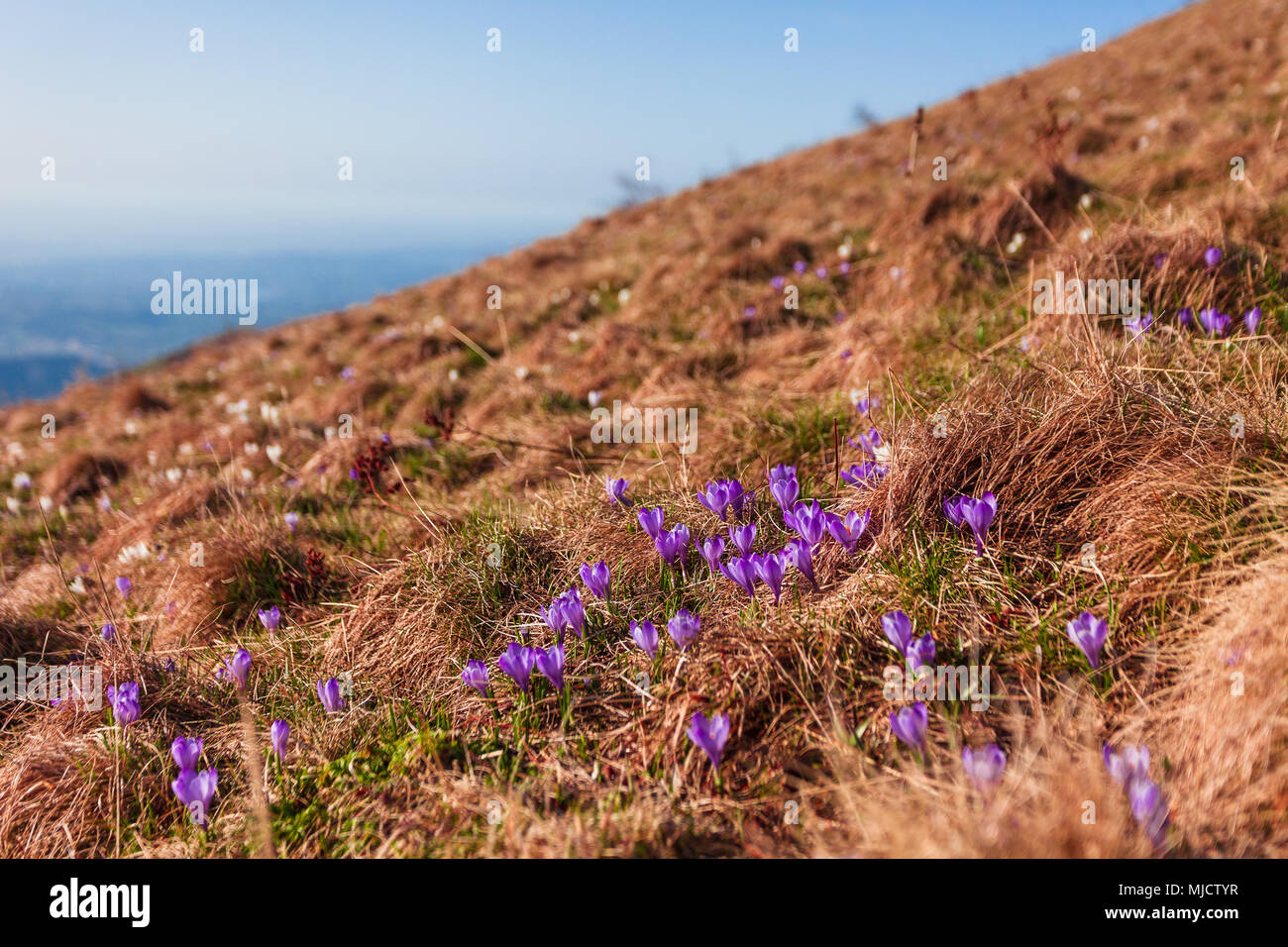 Mountain meadow where the first crocuses emerge, Pian de le Femene ...