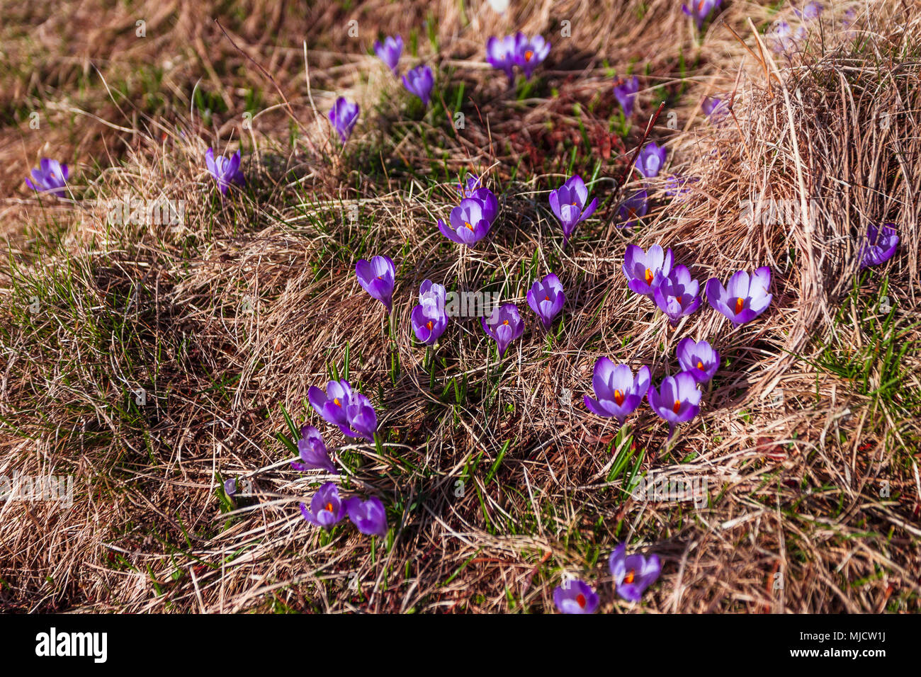Sprouting crocus hi-res stock photography and images - Alamy