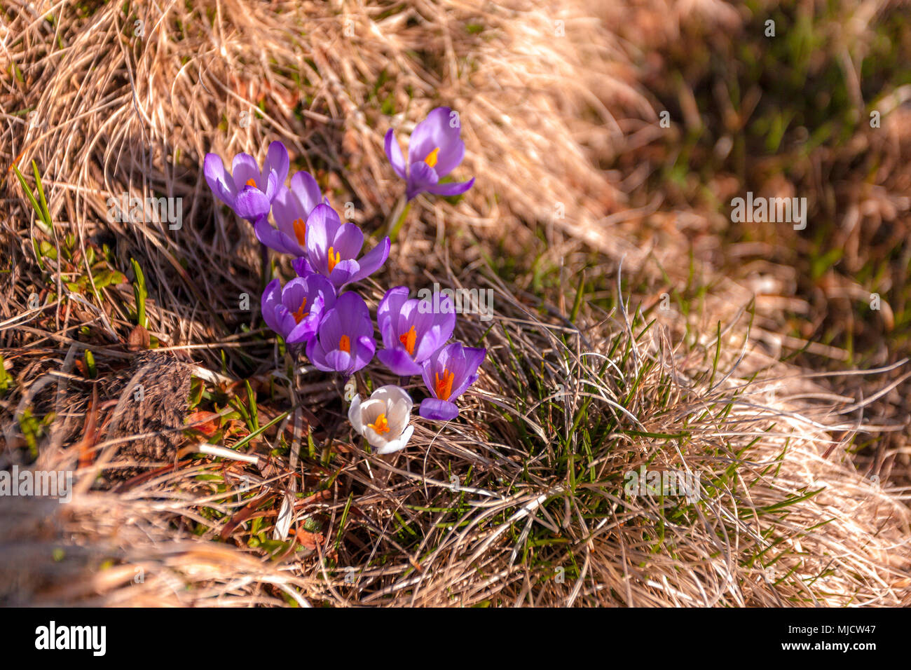 Sprouting crocus hi-res stock photography and images - Alamy