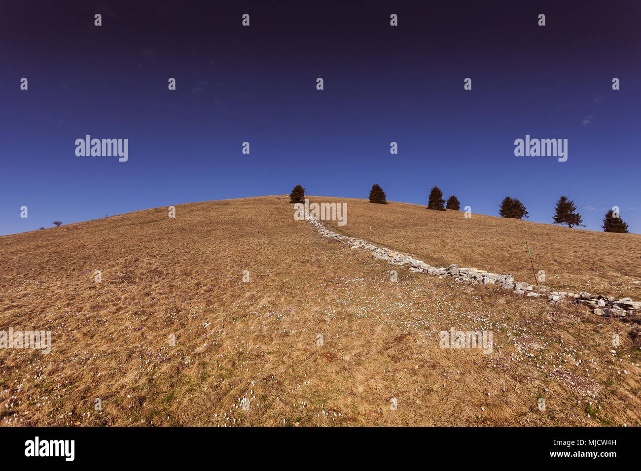 Top of a hill with sporadic trees, dry stone walls and full flowers ...