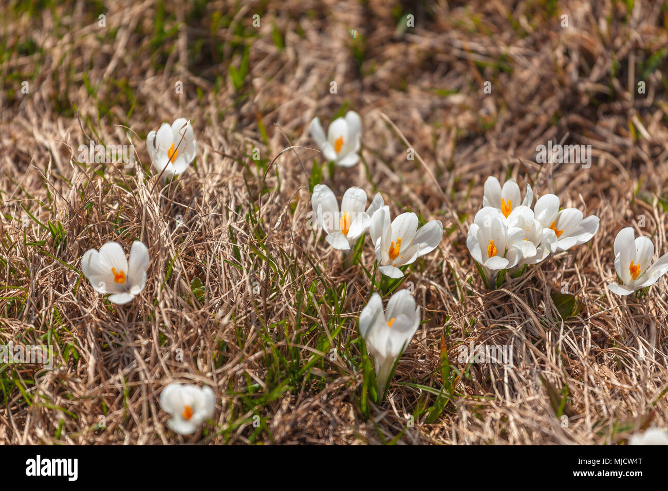 Sprouting crocus hi-res stock photography and images - Alamy