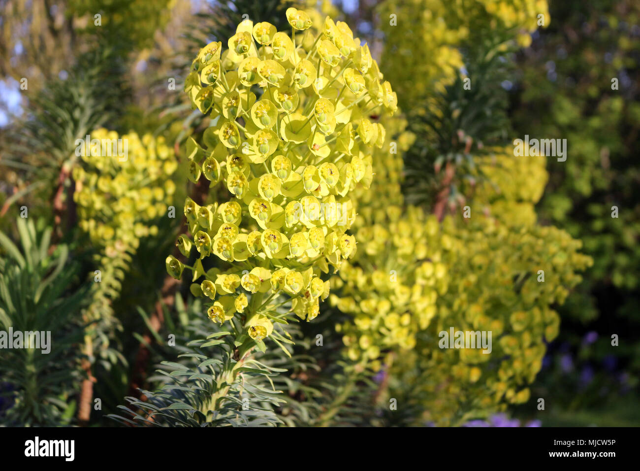 Yellow Mediterranean Spurge Stock Photo - Alamy