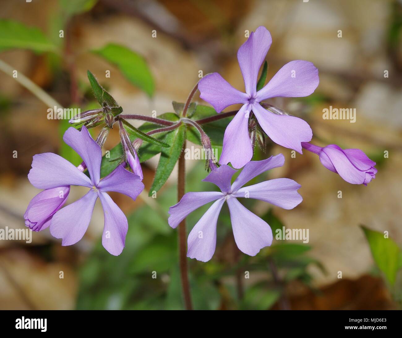Violet phlox hi-res stock photography and images - Alamy