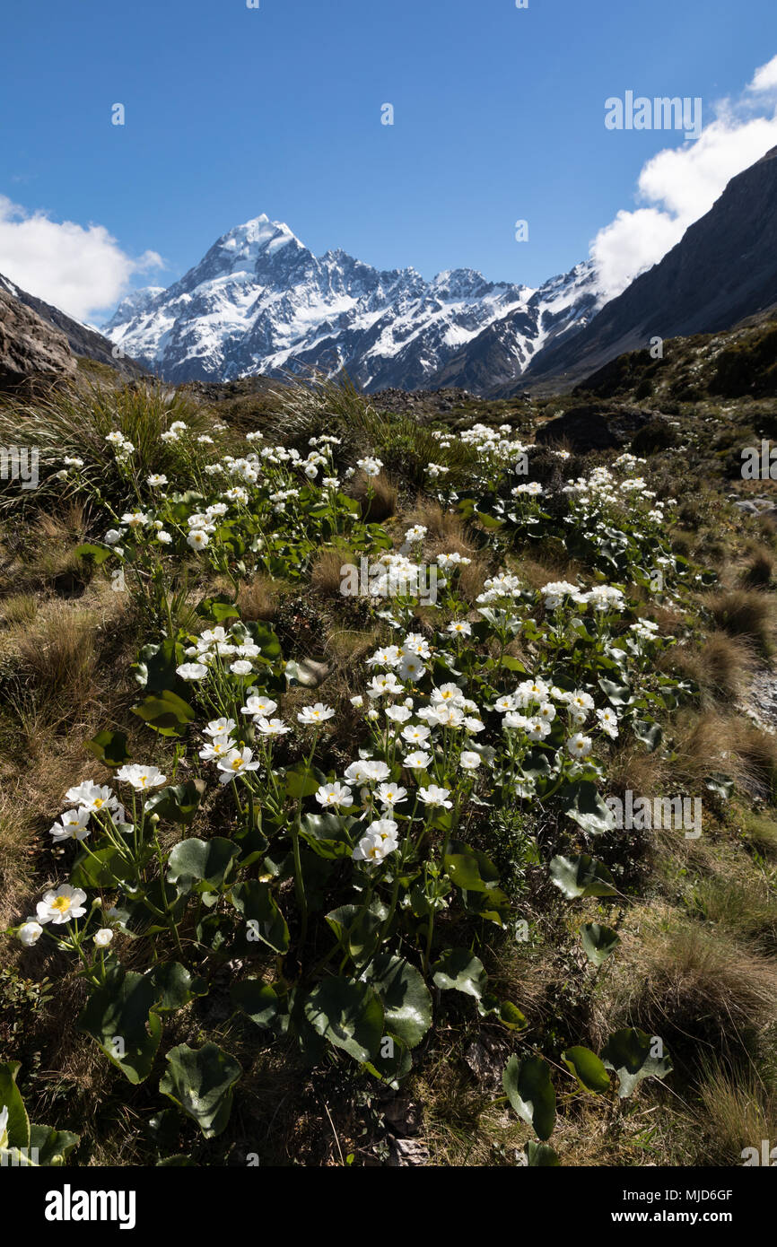 Buttercup in the foreground hi-res stock photography and images - Alamy