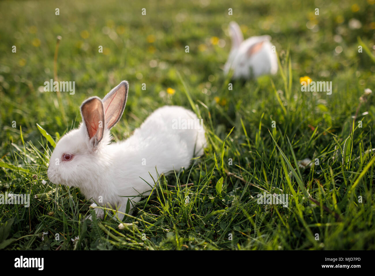 white rabbit on a grass background Stock Photo - Alamy