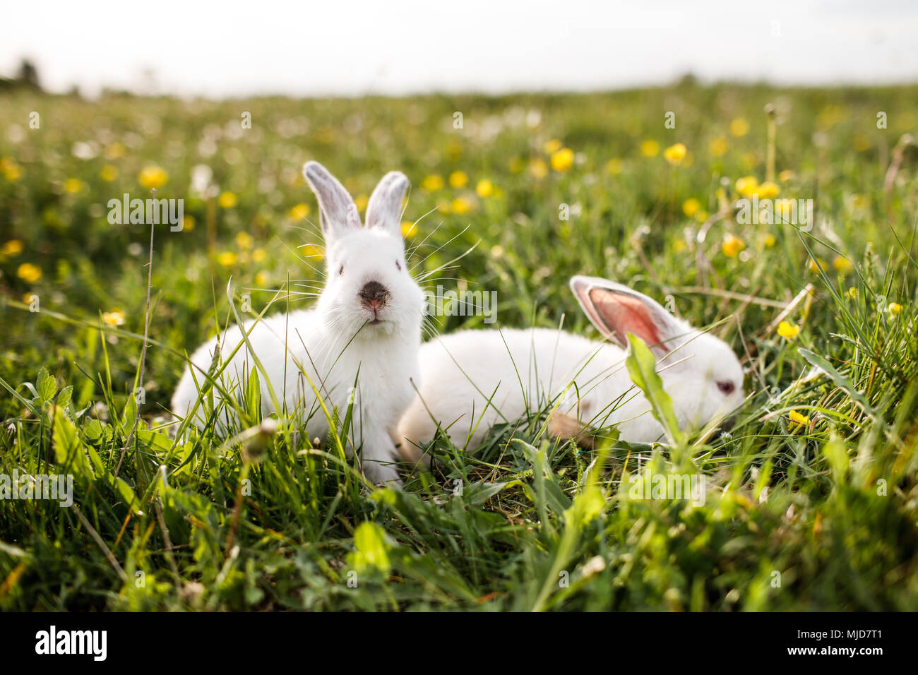 two funny white rabbits in grass Stock Photo - Alamy