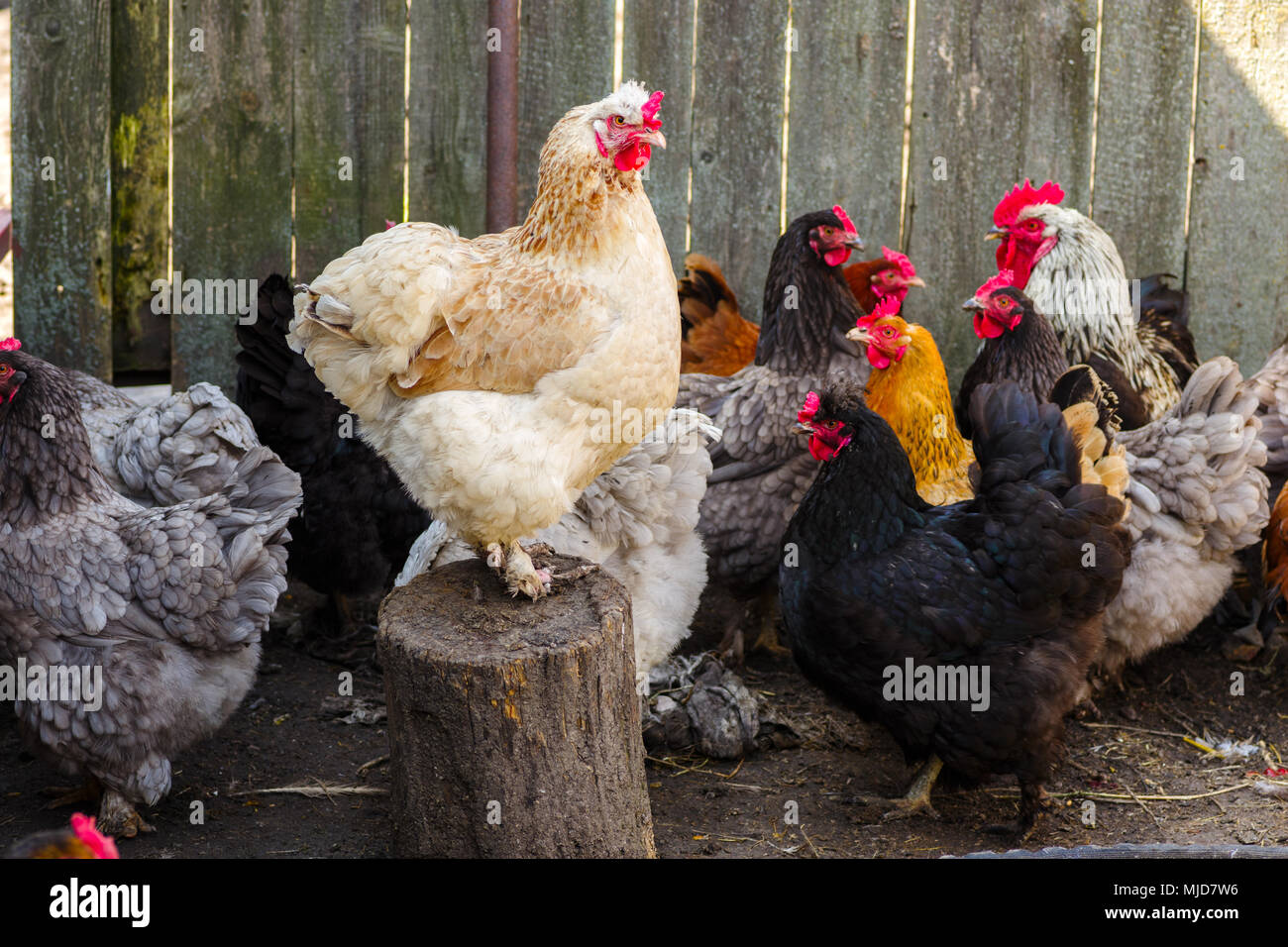 domestic chickens in the yard on the background of the fence Stock ...