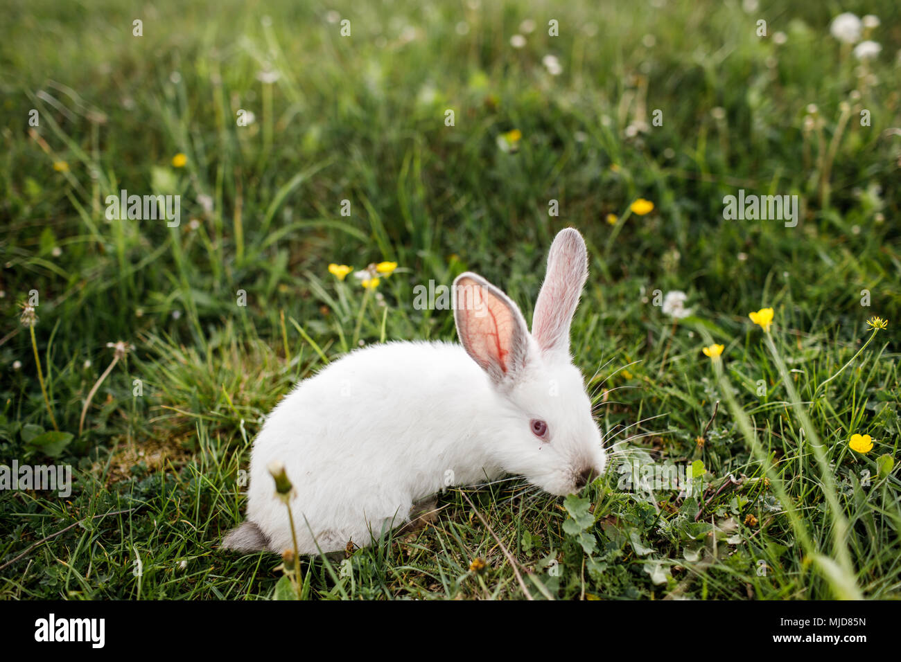 white rabbit on a grass background Stock Photo - Alamy