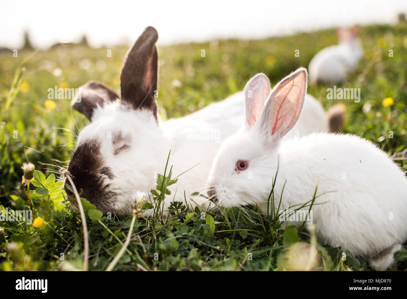 White brown rabbits hi-res stock photography and images - Alamy