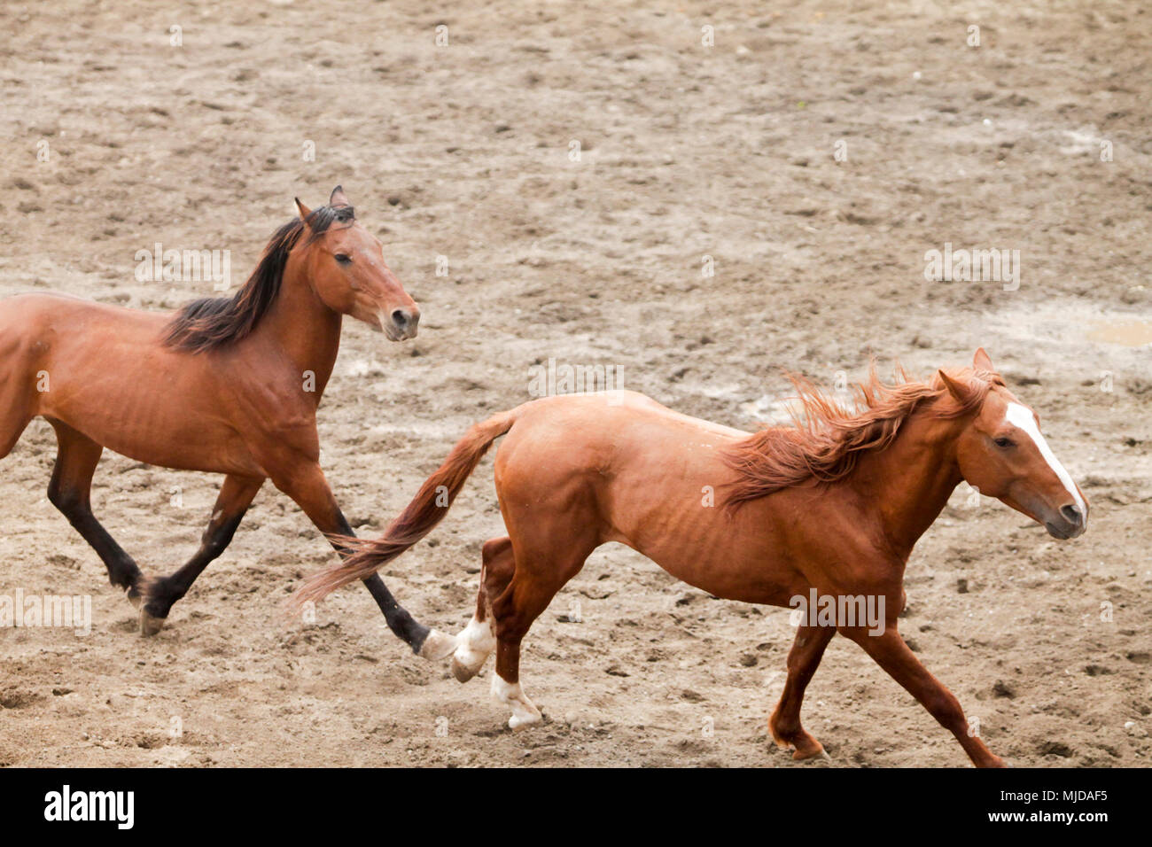 Wild Horse Running Fast