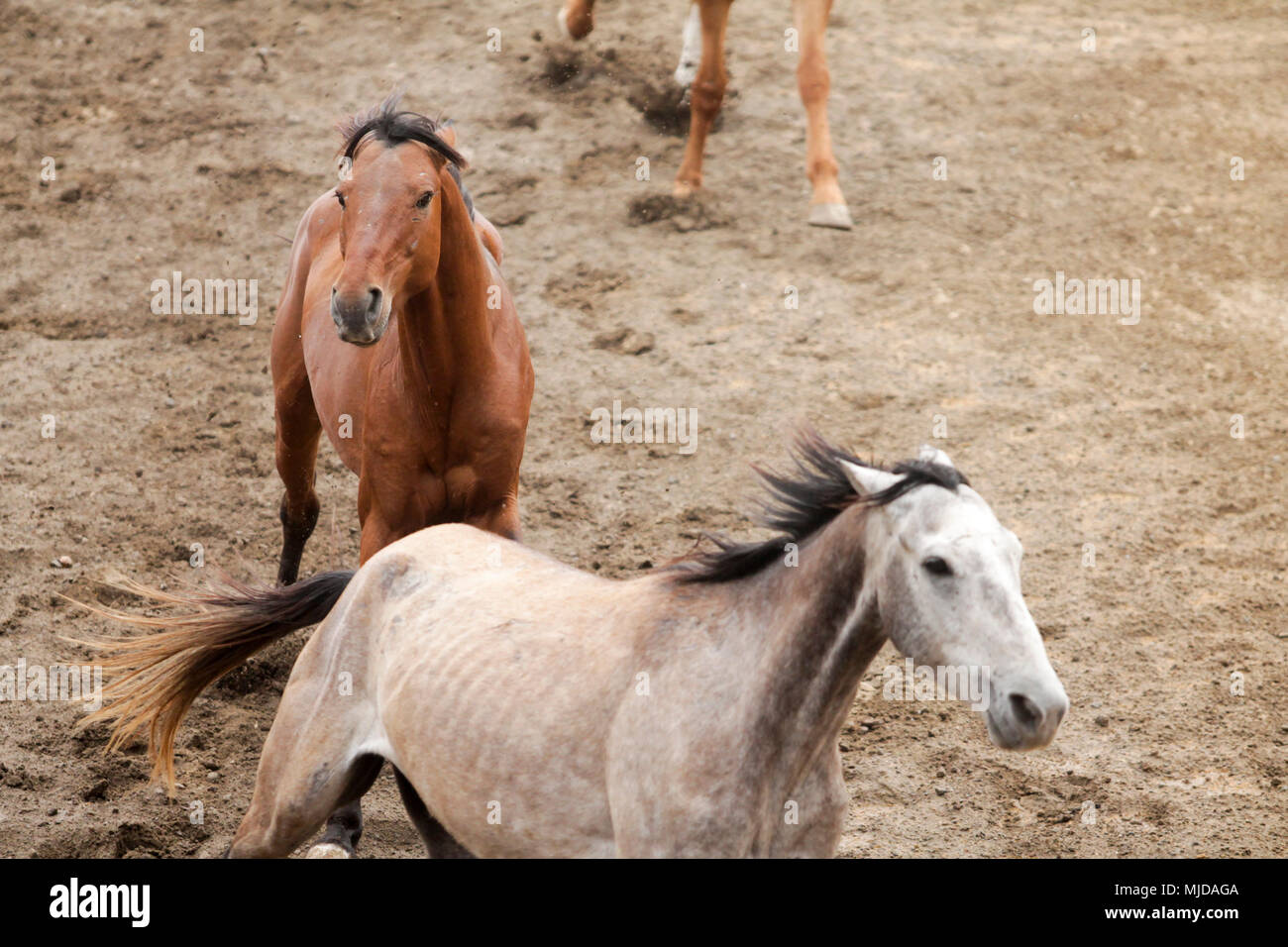Cowboy With Running Horses High Resolution Stock Photography and Images ...