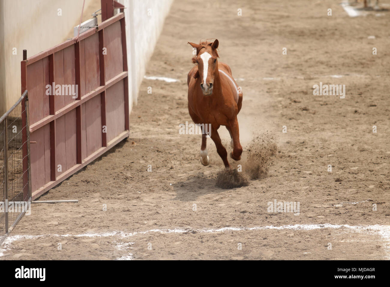Wild brown horse riding fast in a stable Stock Photo - Alamy