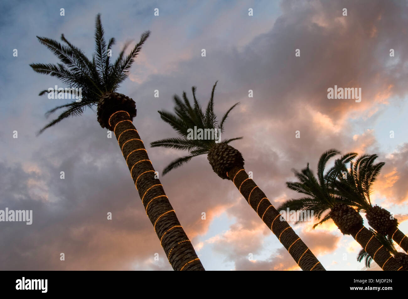 An overhead perspective of a palm tree-lined road Stock Photo - Alamy