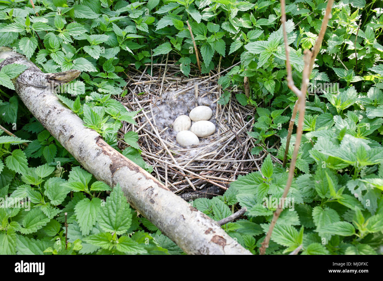 Wild goose eggs in nest. Nature reserve in Poland. Lednica lake. Real ...