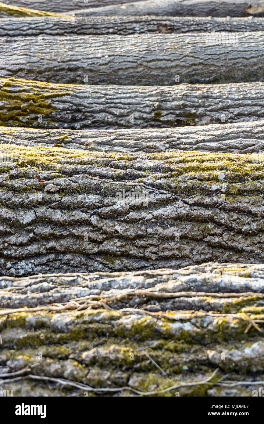 Oak tree trunks hi-res stock photography and images - Alamy