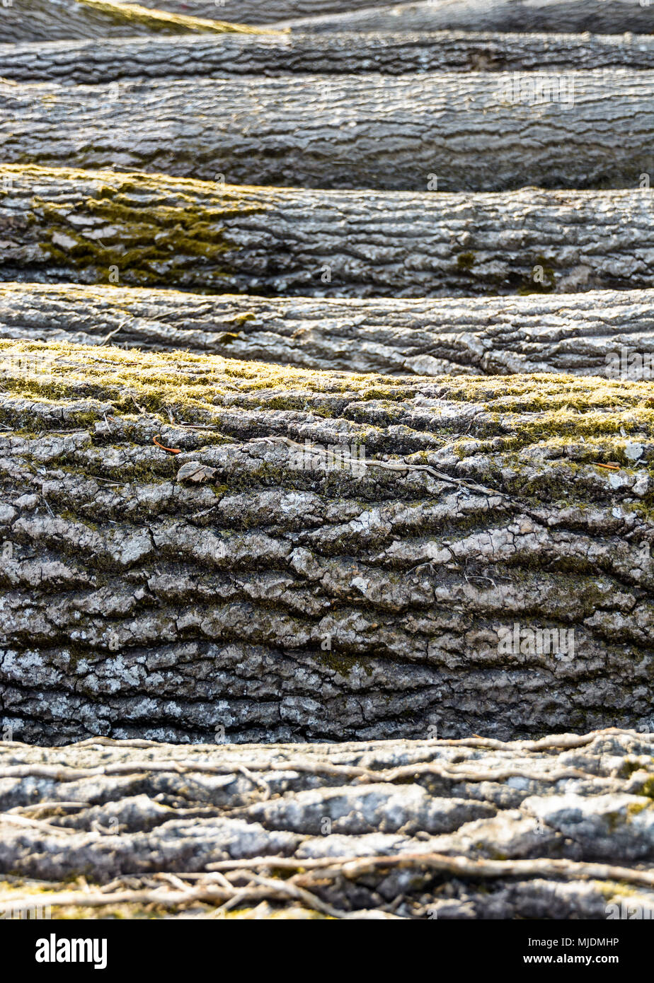 Side view of several oak tree trunks lined up on the ground with ...