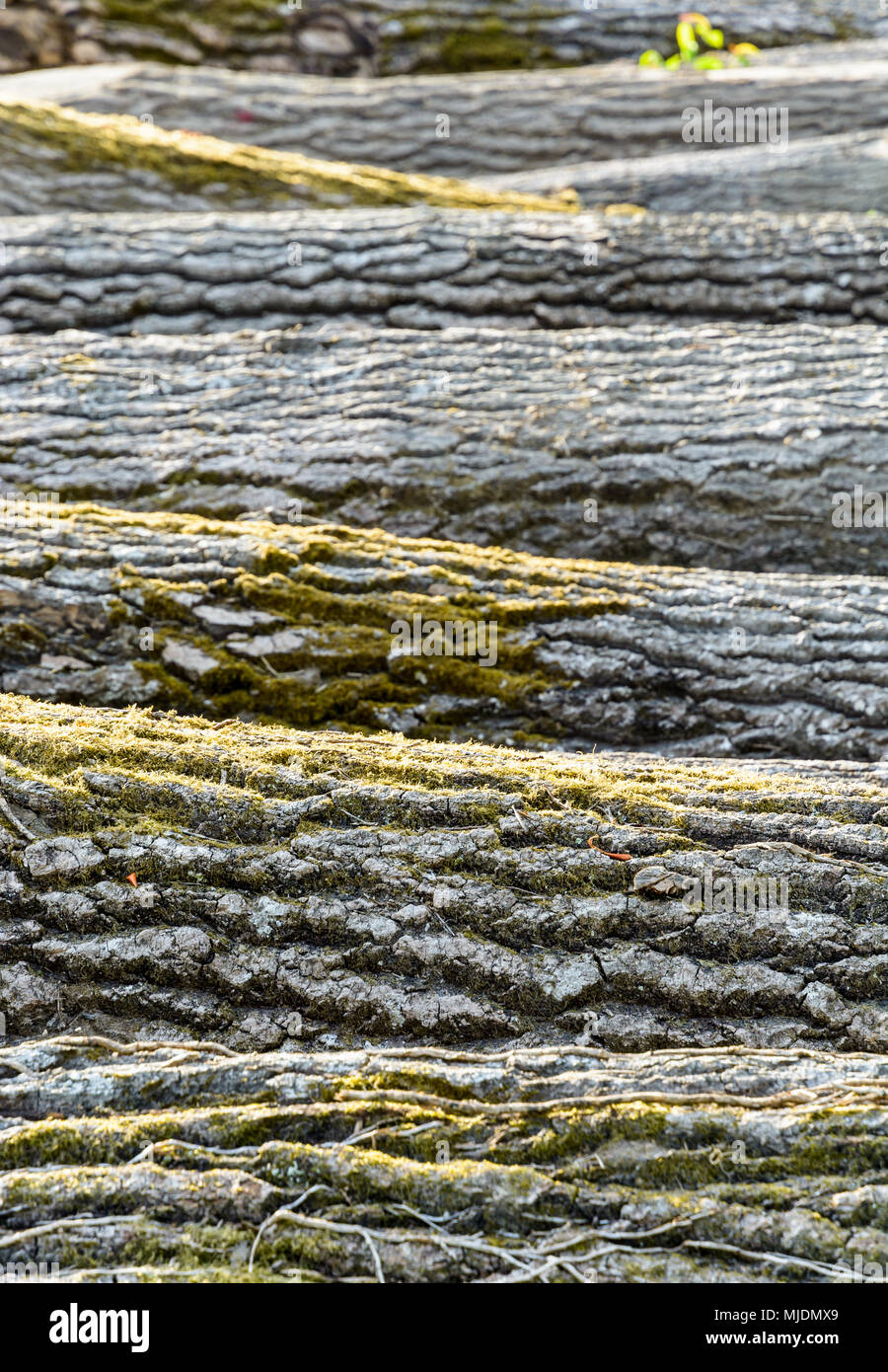 Alignment of trunks hi-res stock photography and images - Alamy