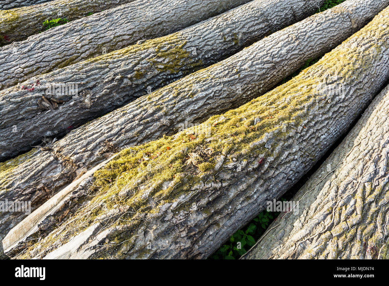 Oak tree trunks hi-res stock photography and images - Alamy