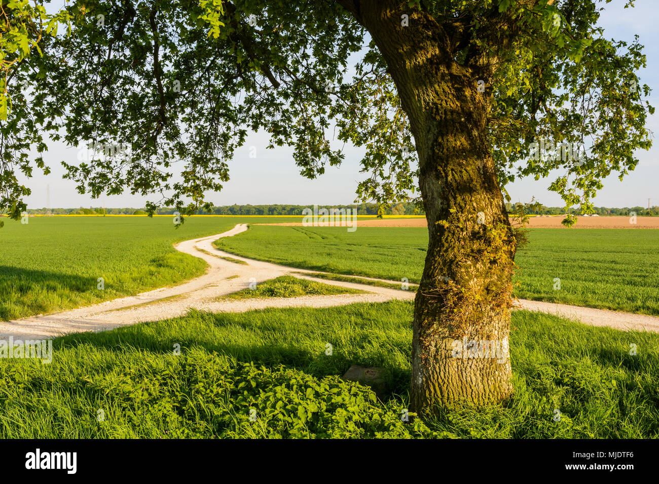 An oak tree at the fork of white dirt paths winding in the middle of ...