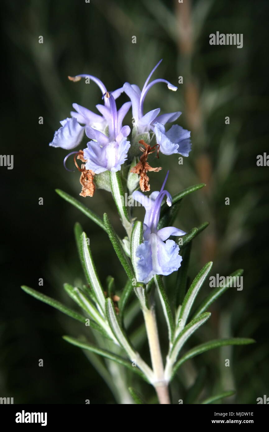Rosemary Flower High Resolution Stock Photography and Images - Alamy
