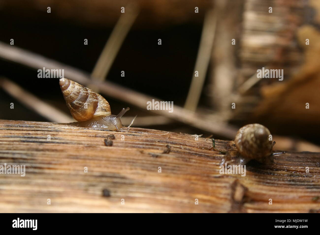 Cone snails hi-res stock photography and images - Alamy