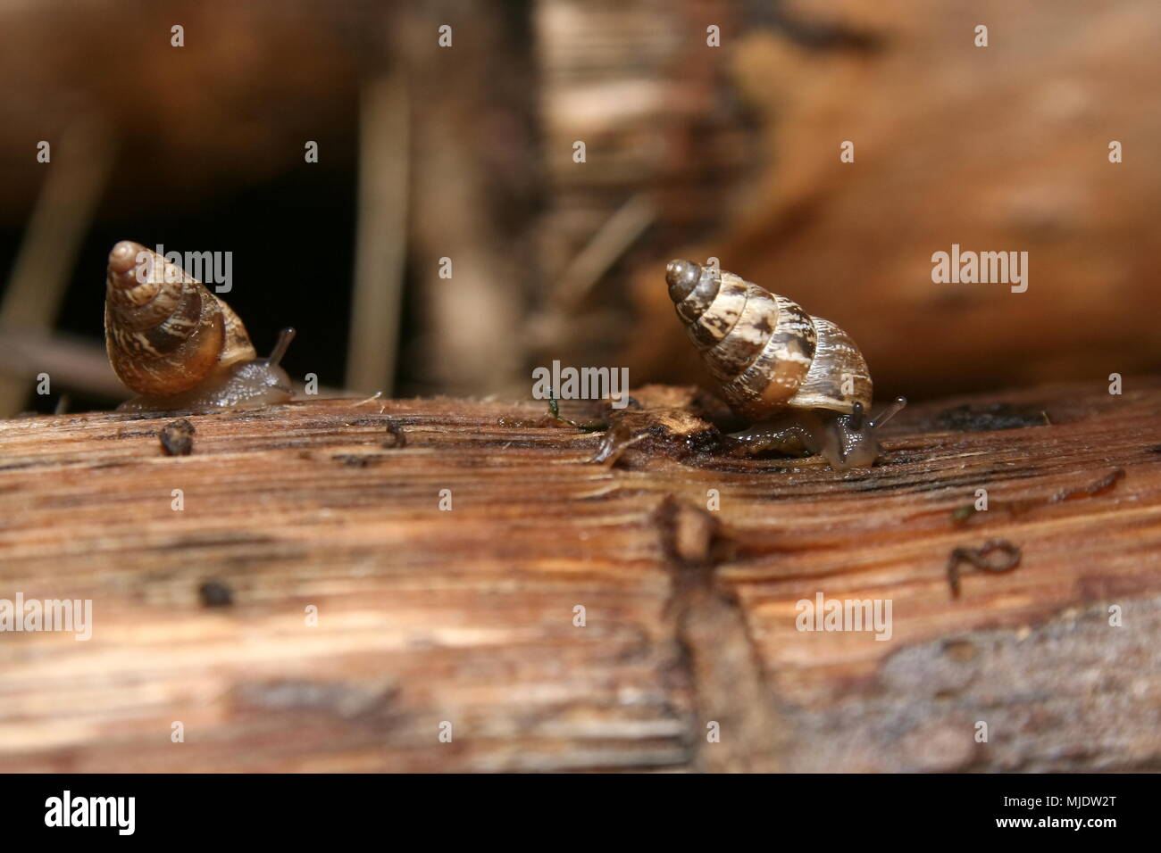 Cone shell hi-res stock photography and images - Alamy
