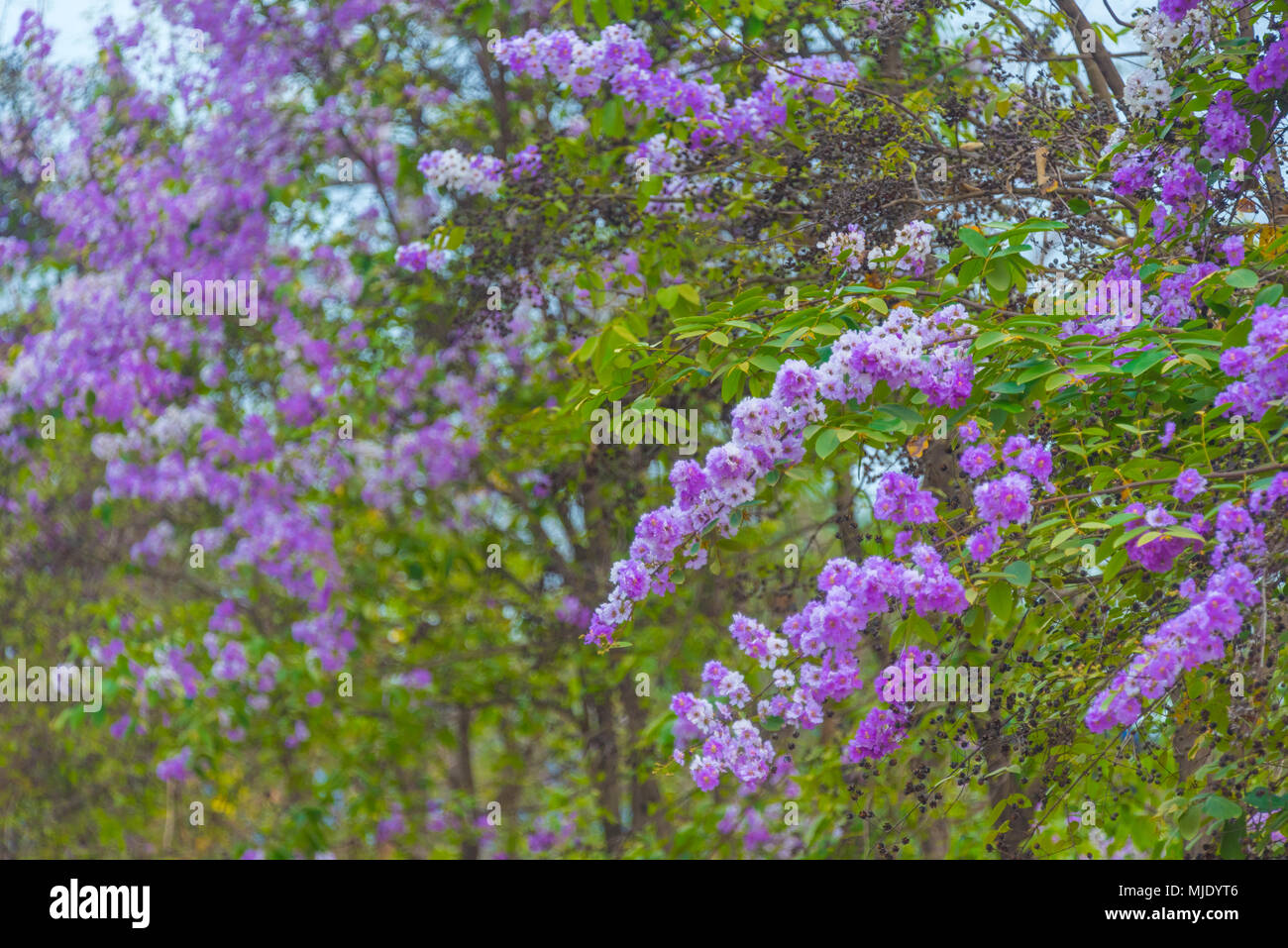 colorful flower on tropical tree in Thailand, natural scene in Asia ...